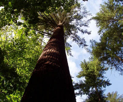 Épicéa commun - Forêt du Syndicat (88) - (2626) | EcoTree