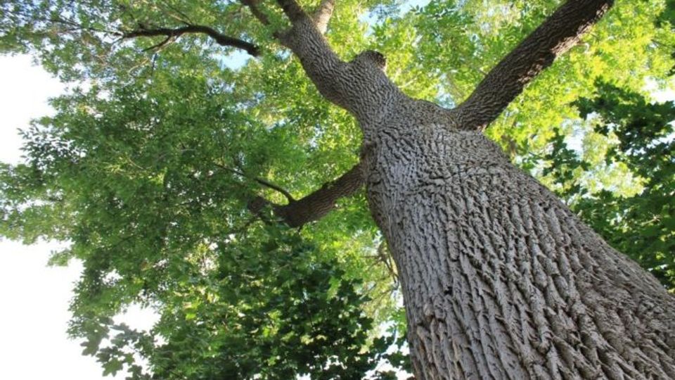 Frêne, caractéristiques, propriétés et usages | EcoTree