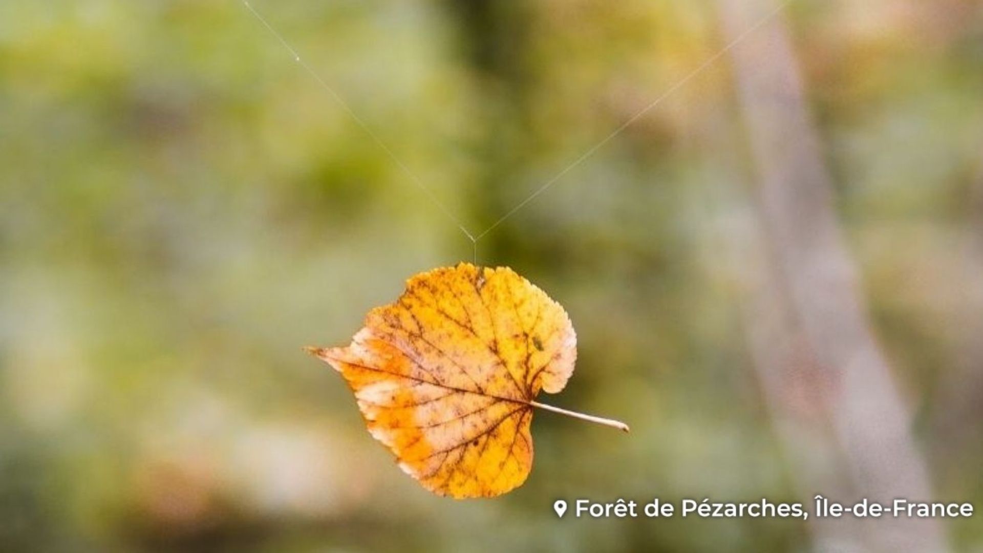 Que font les feuilles d'arbres en automne | EcoTree