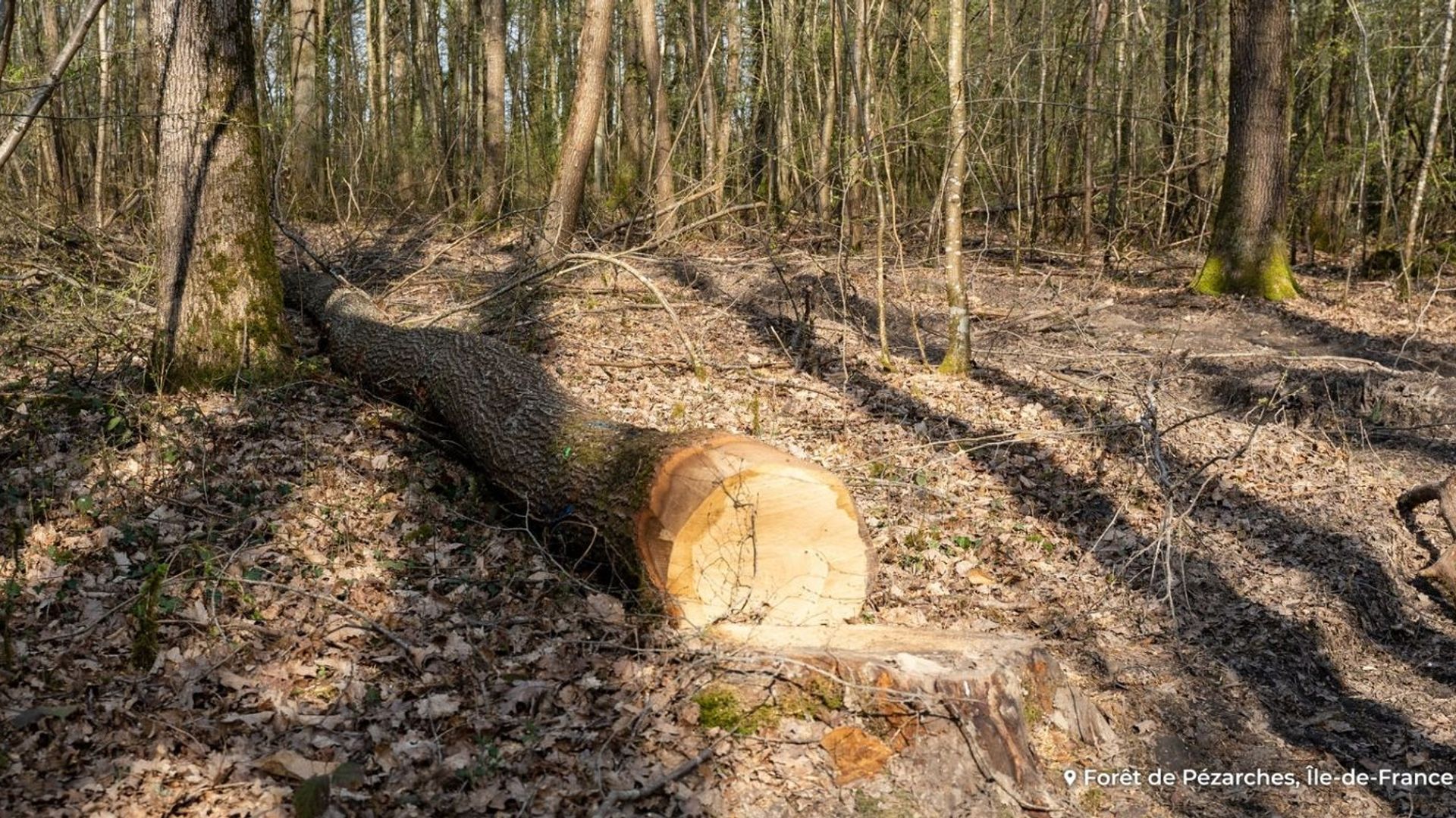 En forêt, il est nécessaire de couper des arbres voici pourquoi | Ecotree