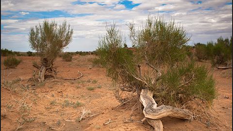 Arbre d'Asie centrale, le saxaoul est adapté au désert|EcoTree