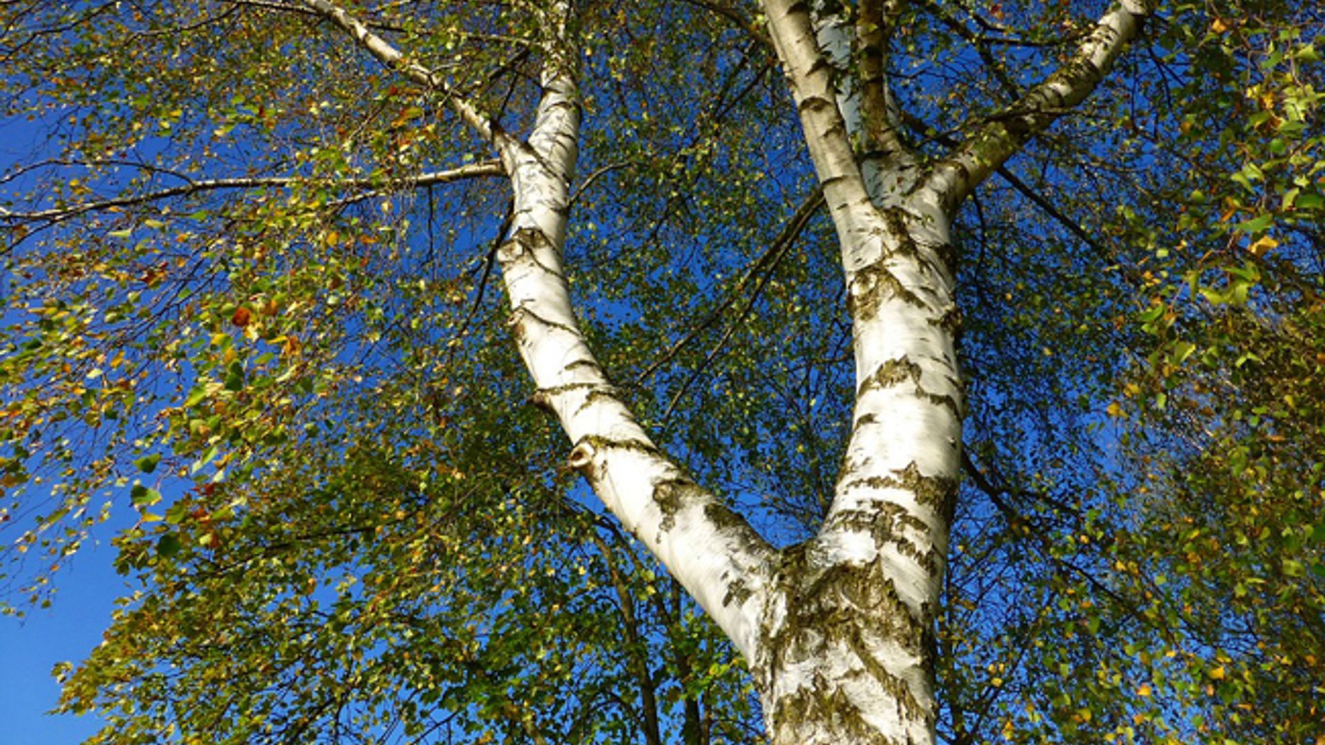 Bouleau, un arbre aux multiples vertus, jadis vénéré | EcoTree