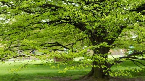 Charme, un bel arbre commun de nos forêts | EcoTree