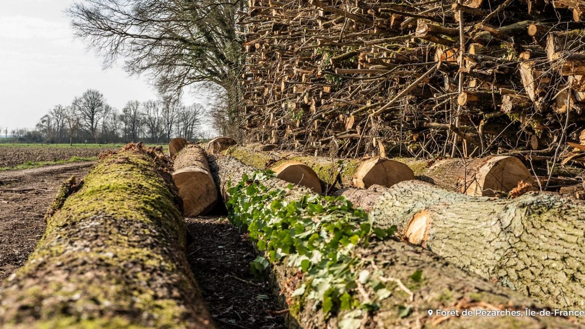 Quels sont les principes de l'exploitation forestière ? | EcoTree