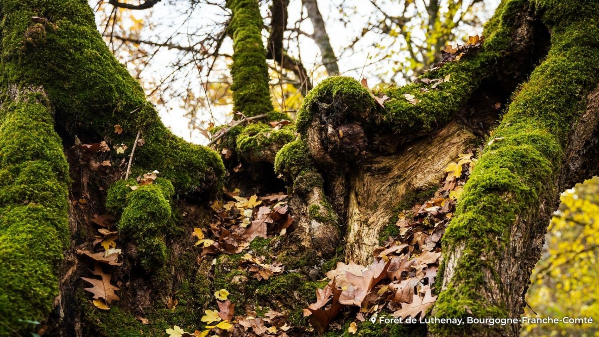 Trees communicate with each other through astonishing networks | EcoTree