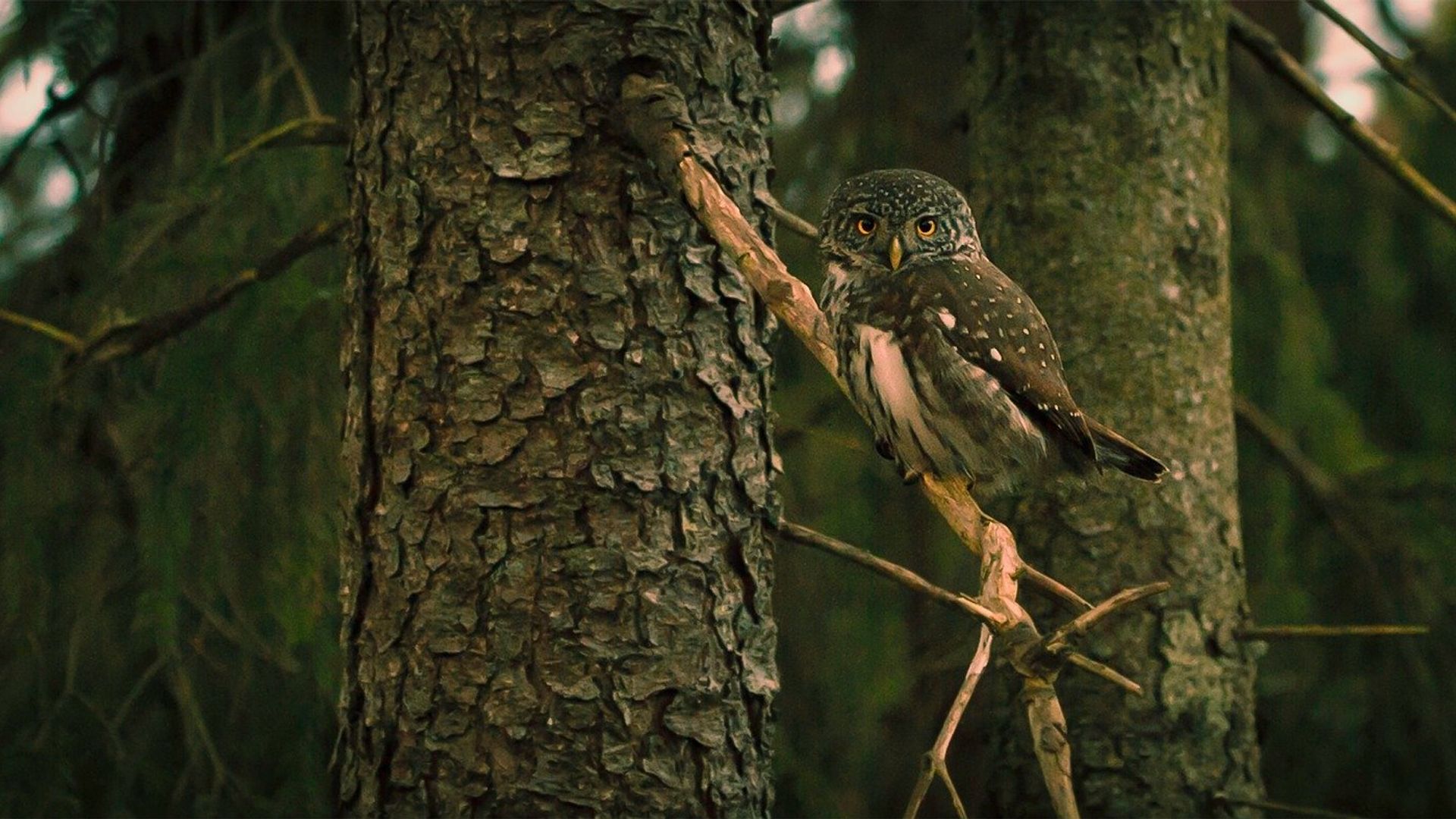 Déconfinement : attention à la faune et la flore forestières | EcoTree