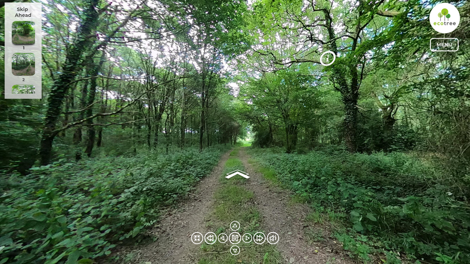 Ontdek Forest View, onze eerste virtuele boswandeling | EcoTree