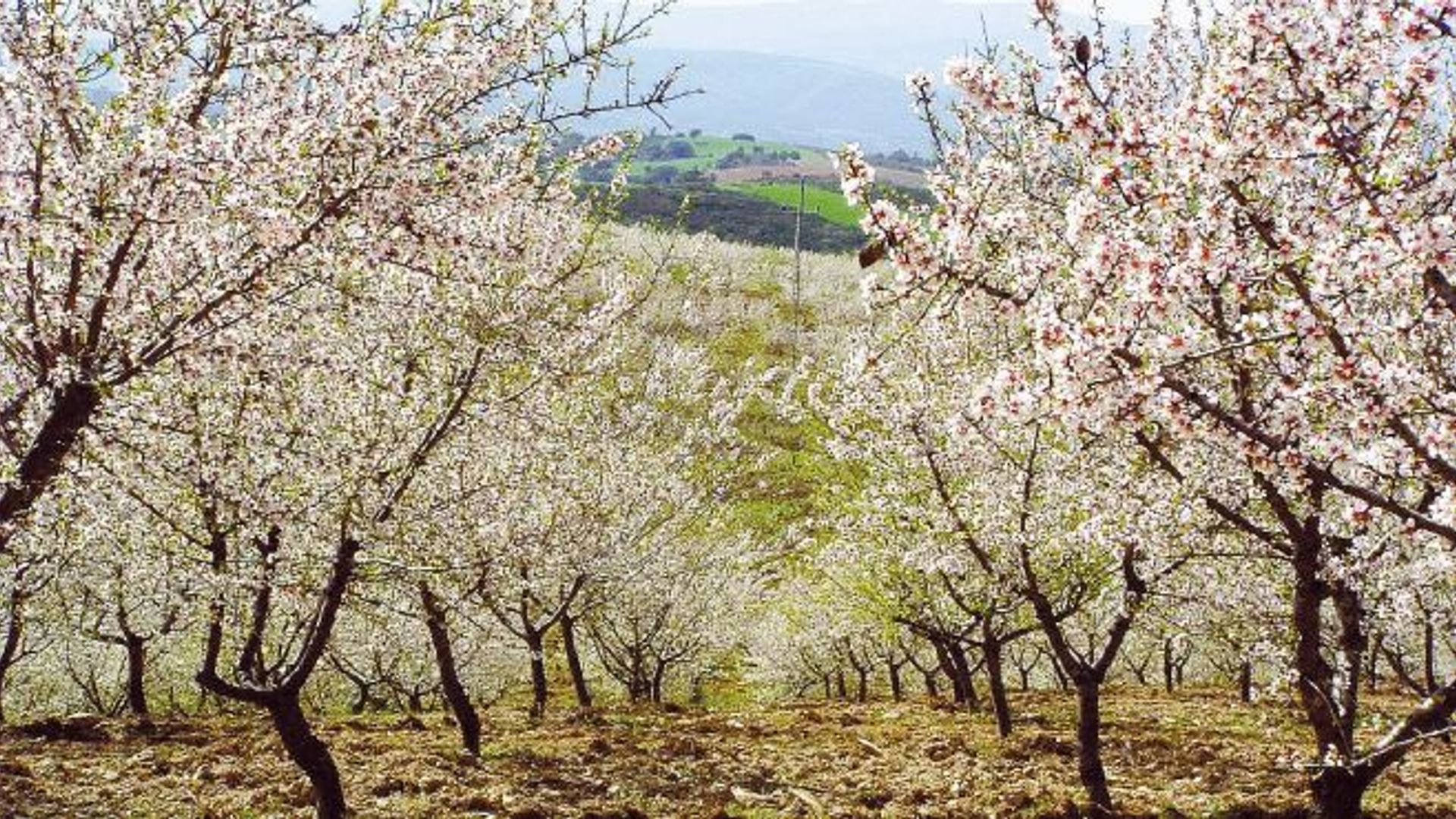 L'amandier, premier arbre à fleurir à la fin de l'hiver | EcoTree