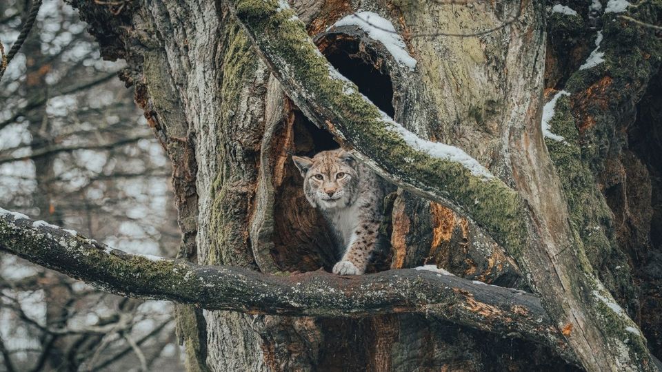 Animaux menacés dans les forêts : comment les protéger ? EcoTree