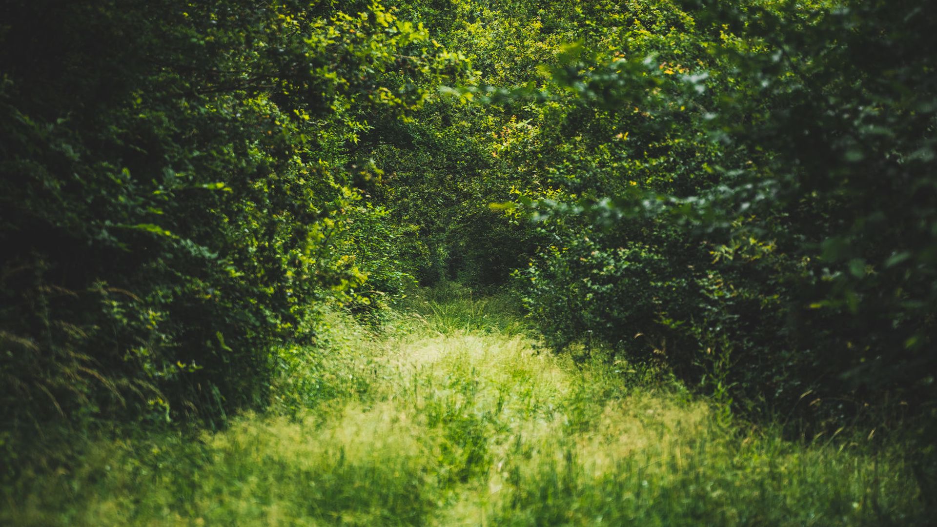 Beautiful woodland, forest and wildlife images from EcoTree
