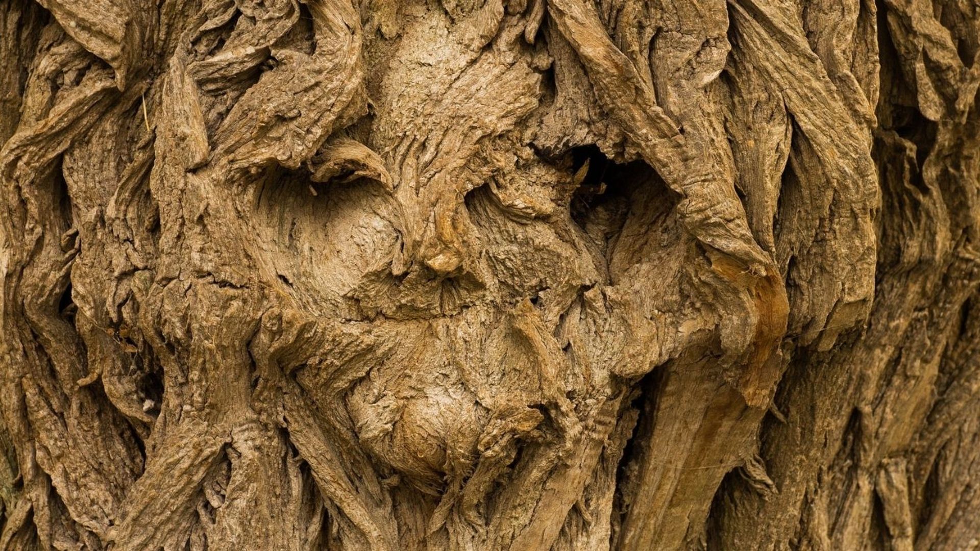 Parler la langue de bois, toucher du bois : origine des expressions ...