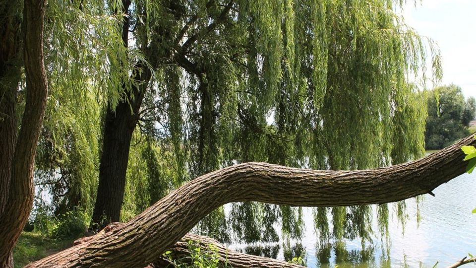 Replanter des saules | reforestation | adaptation | EcoTree