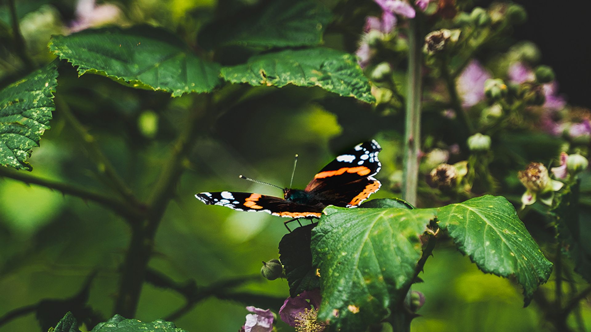 5 ways to make a difference on World Nature Conservation Day with EcoTree