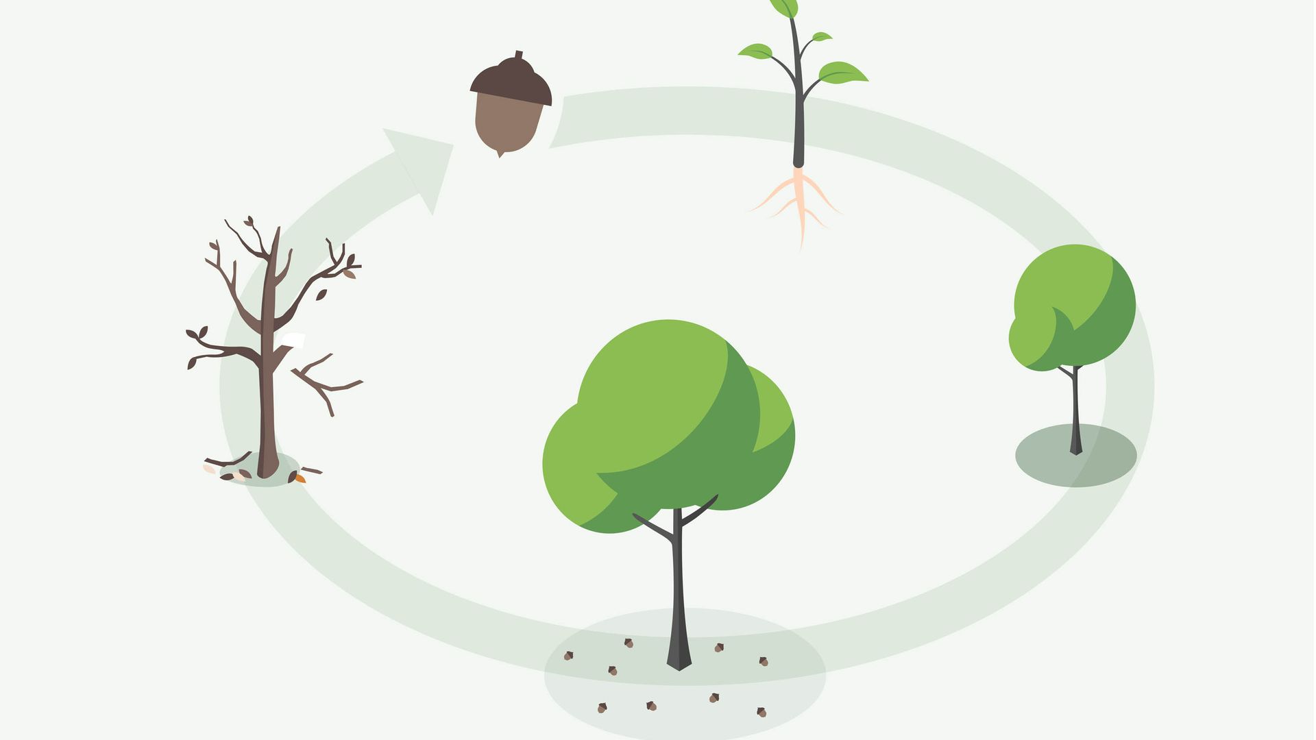 The life cycle of a tree | EcoTree