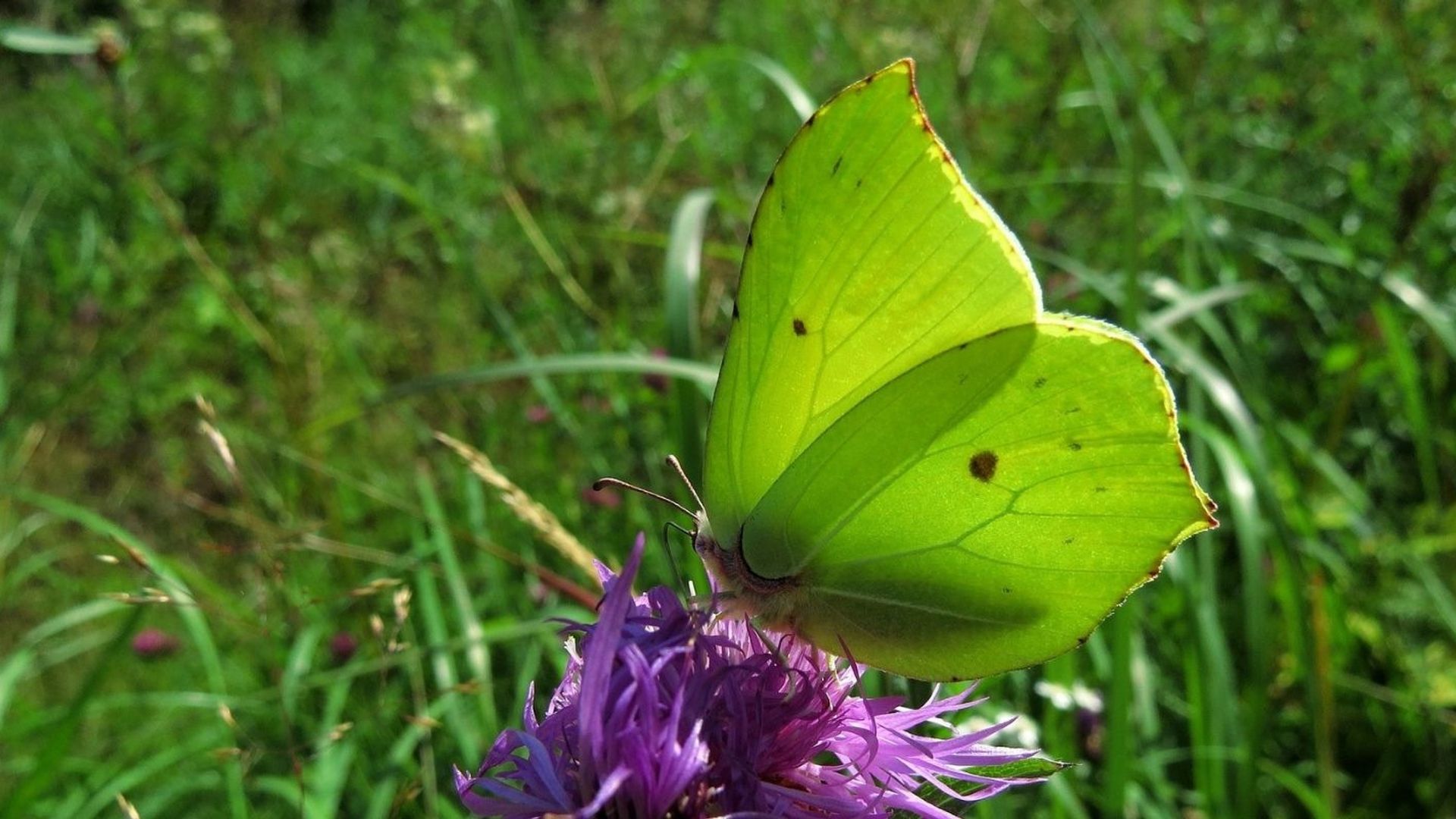 Papillon citron, cet insecte qui fait le printemps | EcoTree