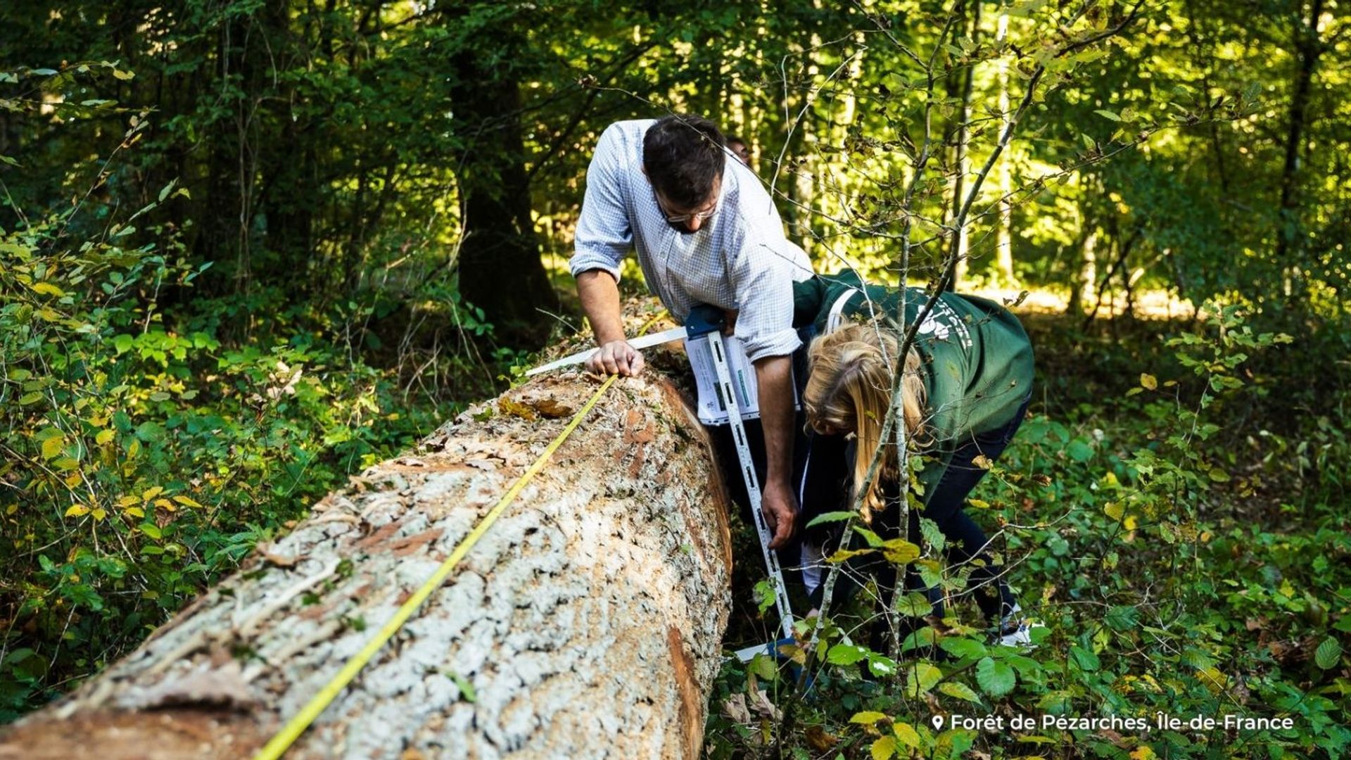 Dictionnaire forestier : connaître le vocabulaire forestier | EcoTree