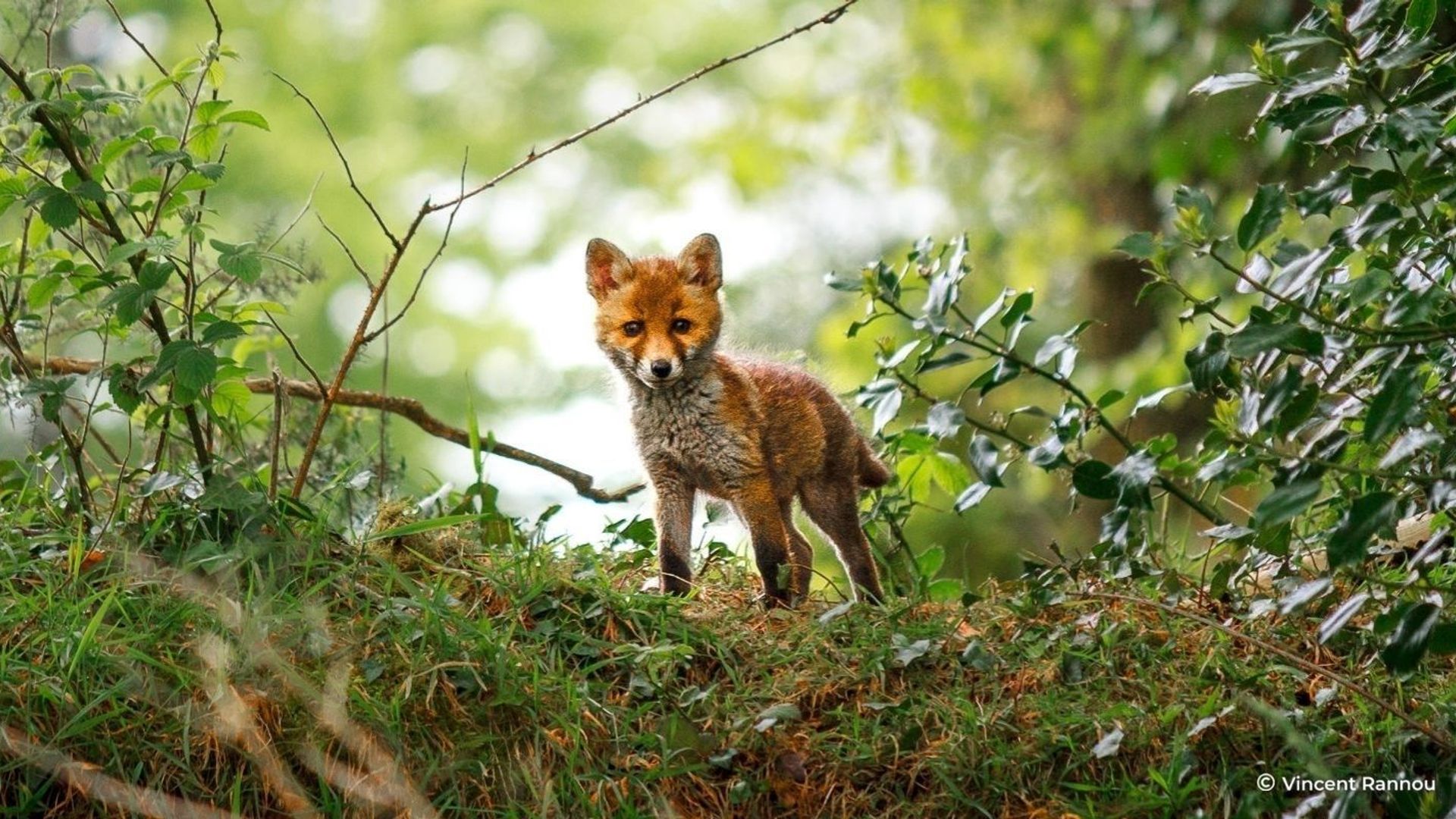 Renard roux : est-il une menace ou un auxiliaire de biodiversité ? EcoTree