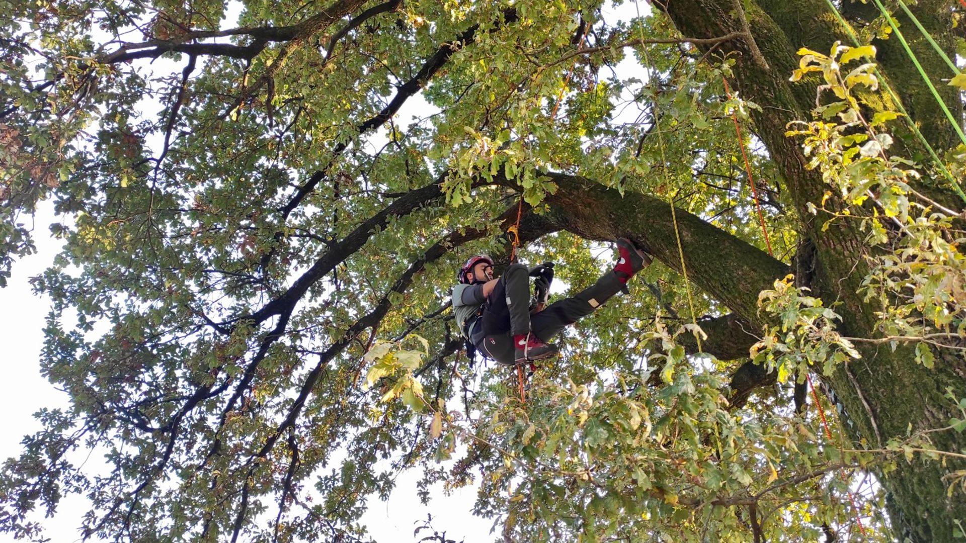 Learning to trust the wood | EcoTree