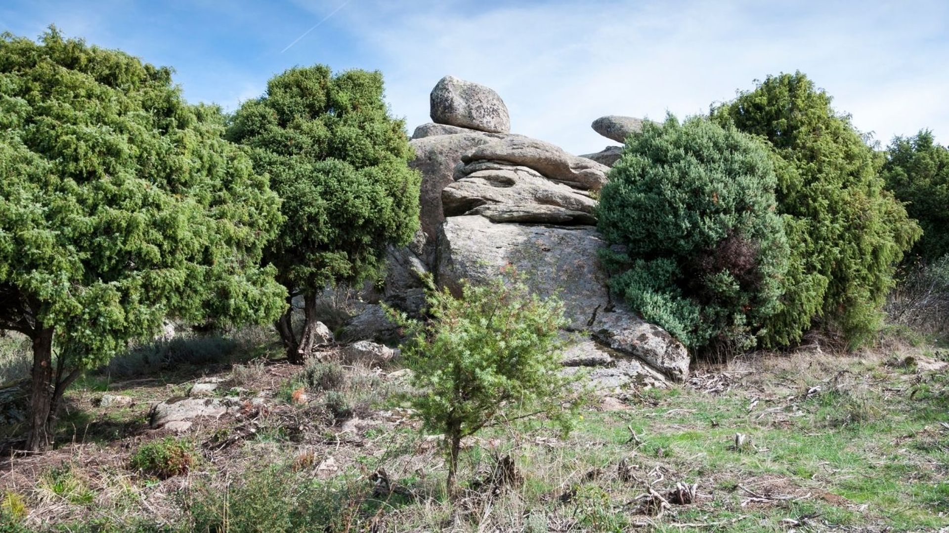 Genévrier cade, essence d'arbre emblématique de Provence et de Corse
