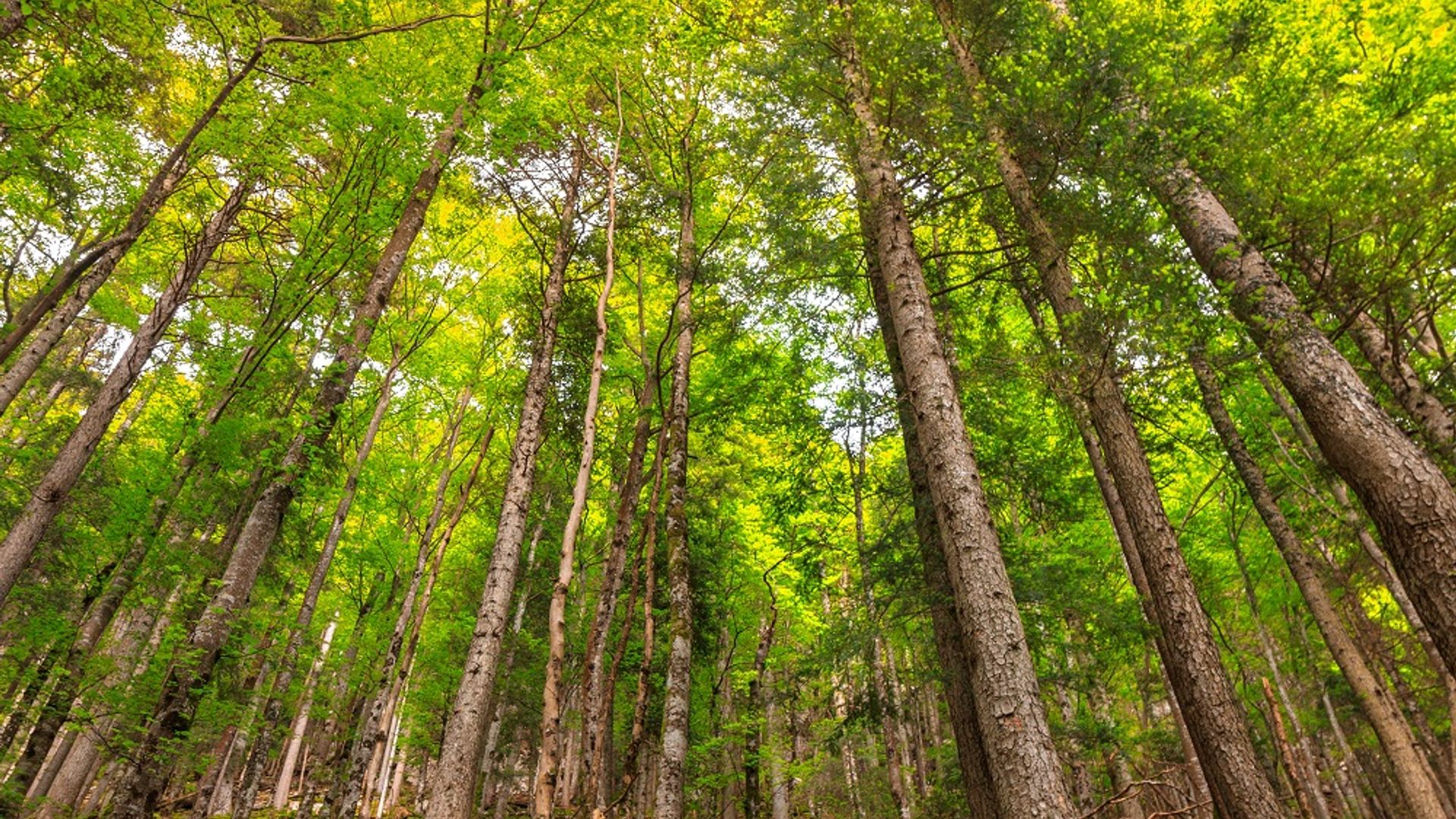 Hvad er Skovens Dag 2023 og hvilken dato er det? | EcoTree