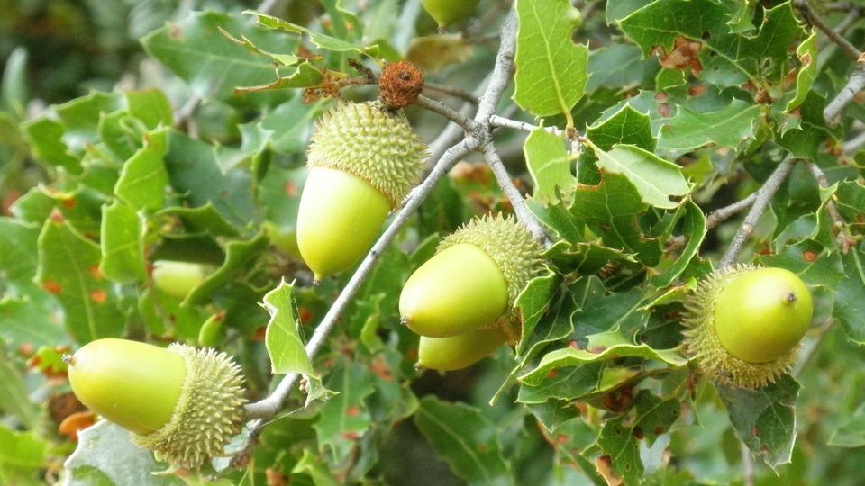 Chêne kermès, arbuste typique de la garrigue méditerranéenne | EcoTree