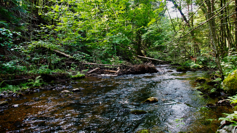 Forêt domaniale d'Orléans et grandes forêts de Bretagne | EcoTree