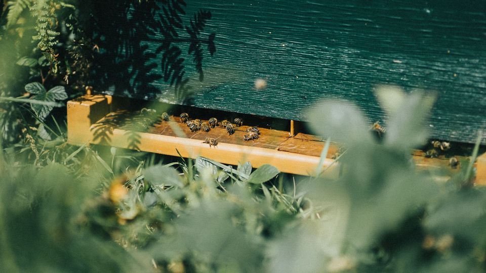 Six ways you can help protect the bees | EcoTree