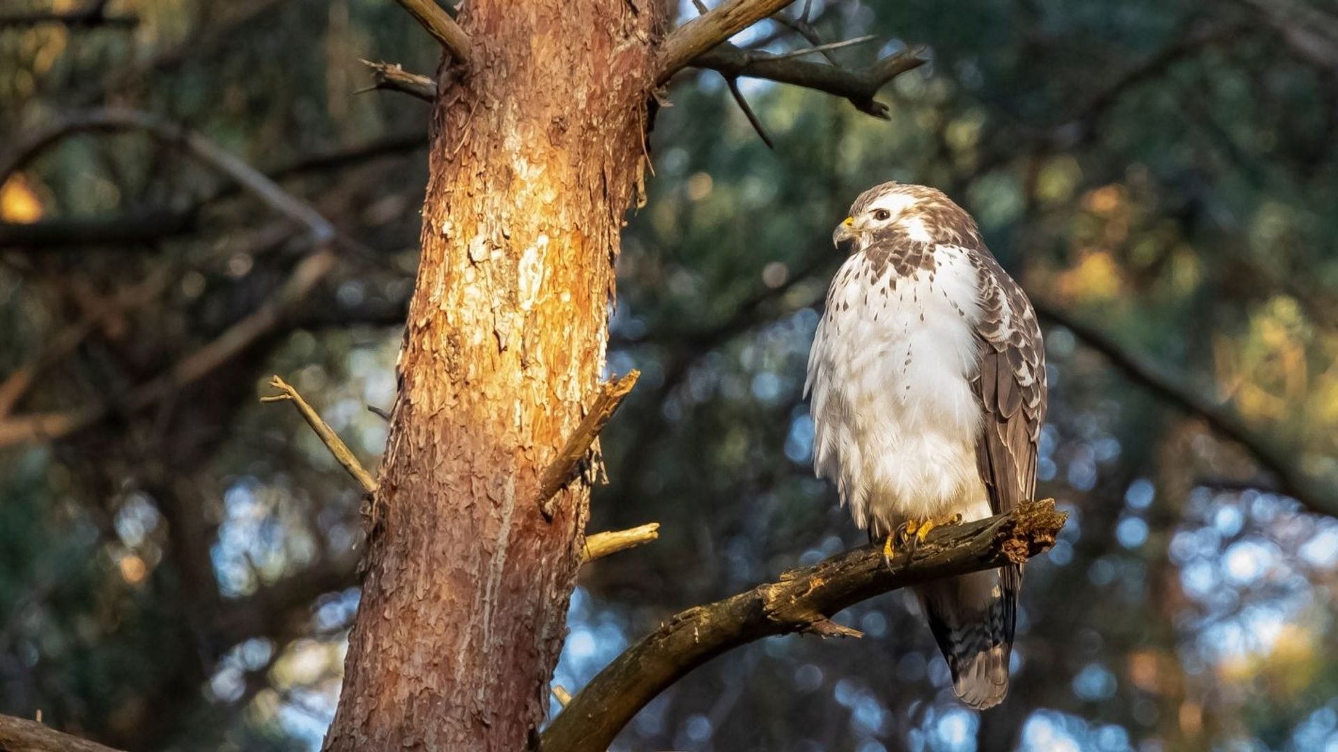 Buse variable, un rapace qui loge dans les arbres | EcoTree