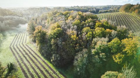 Plant trees and help us take on climate change | EcoTree