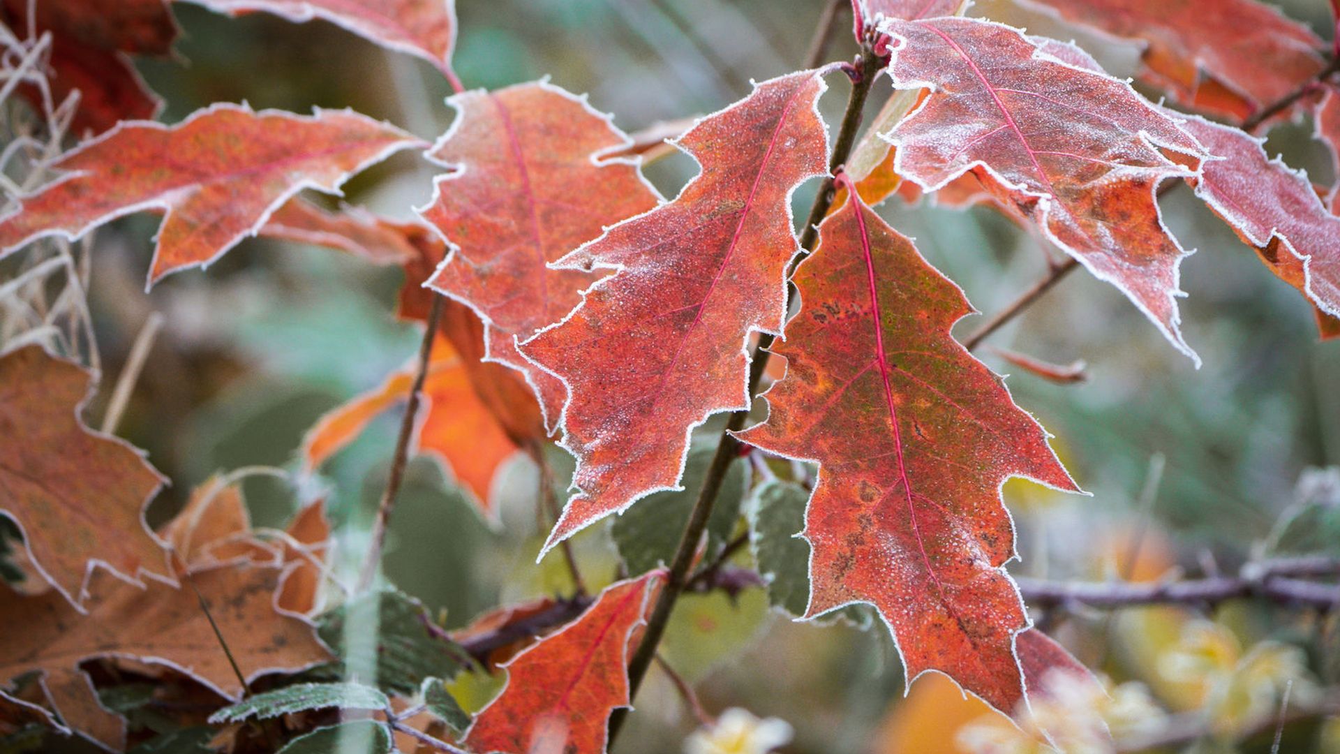 What happens in the forest during winter? | EcoTree