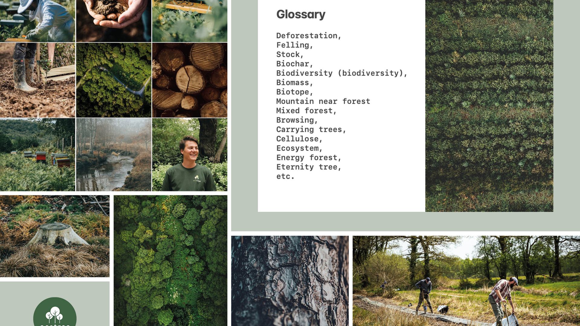 Glossary: common words and concepts about forestry and trees | EcoTree