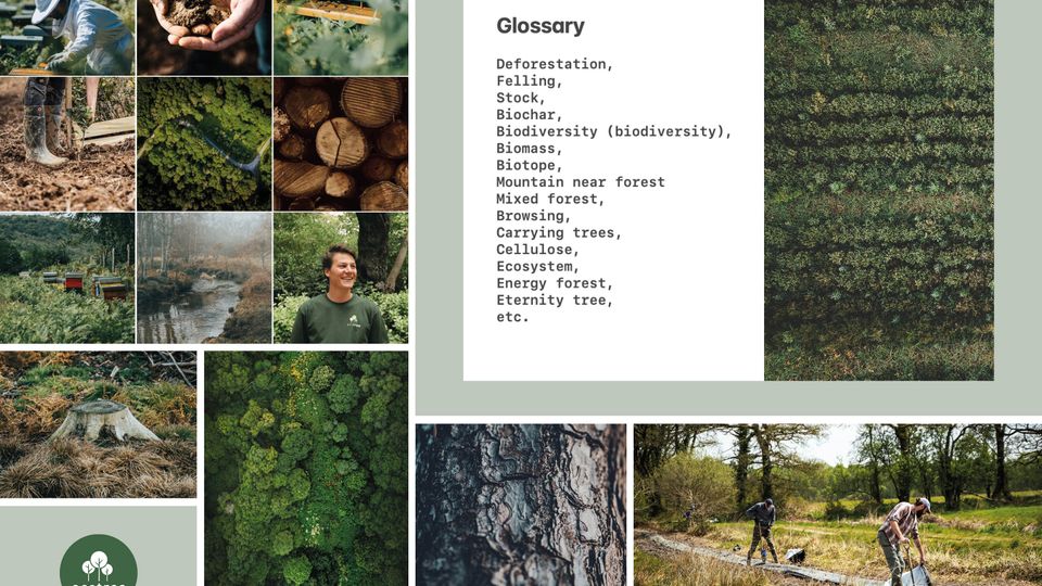 Glossary: common words and concepts about forestry and trees | EcoTree