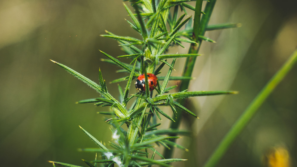 Using insect sensors to measure forest biodiversity | EcoTree