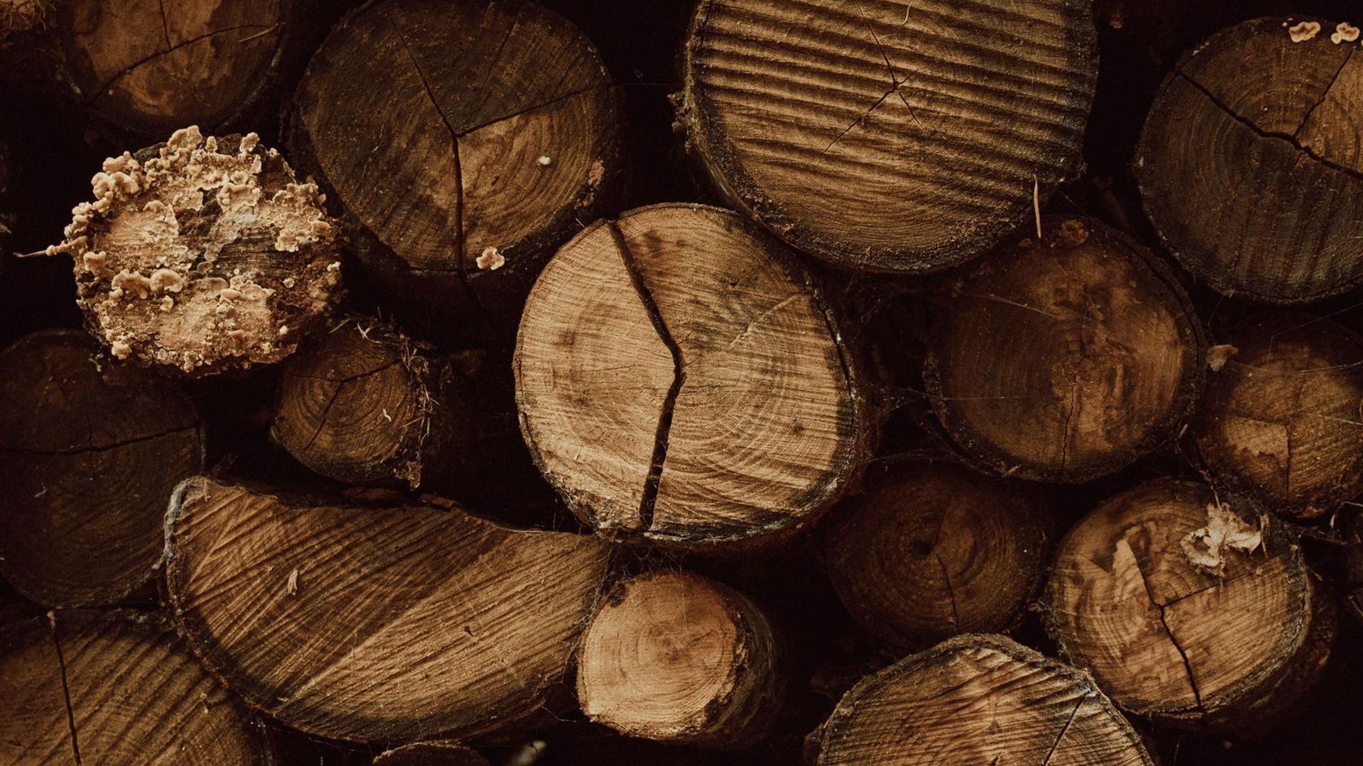 Sustainable timber in construction – a renewable resource | EcoTree