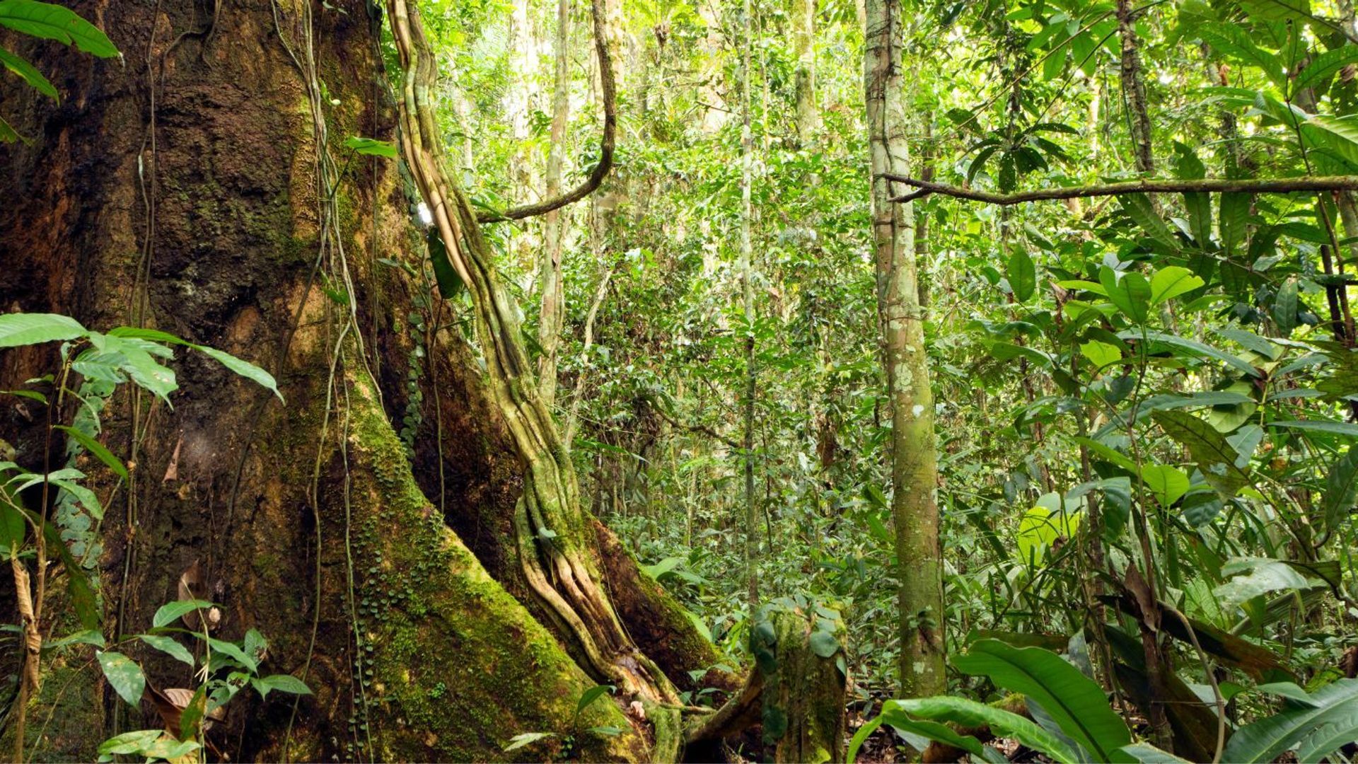 Forêt primaire : définition et caractéristiques | EcoTree