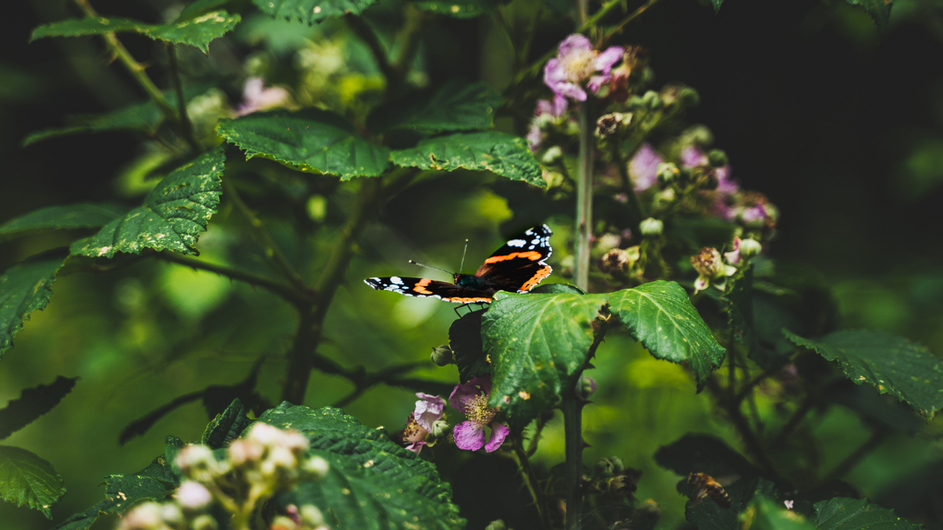 Forest biodiversity: How insects, trees & habitats keep ecosystems alive?