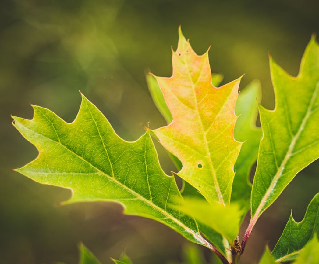 Chêne rouge - Forêt de Luthenay (58) - (227) | EcoTree
