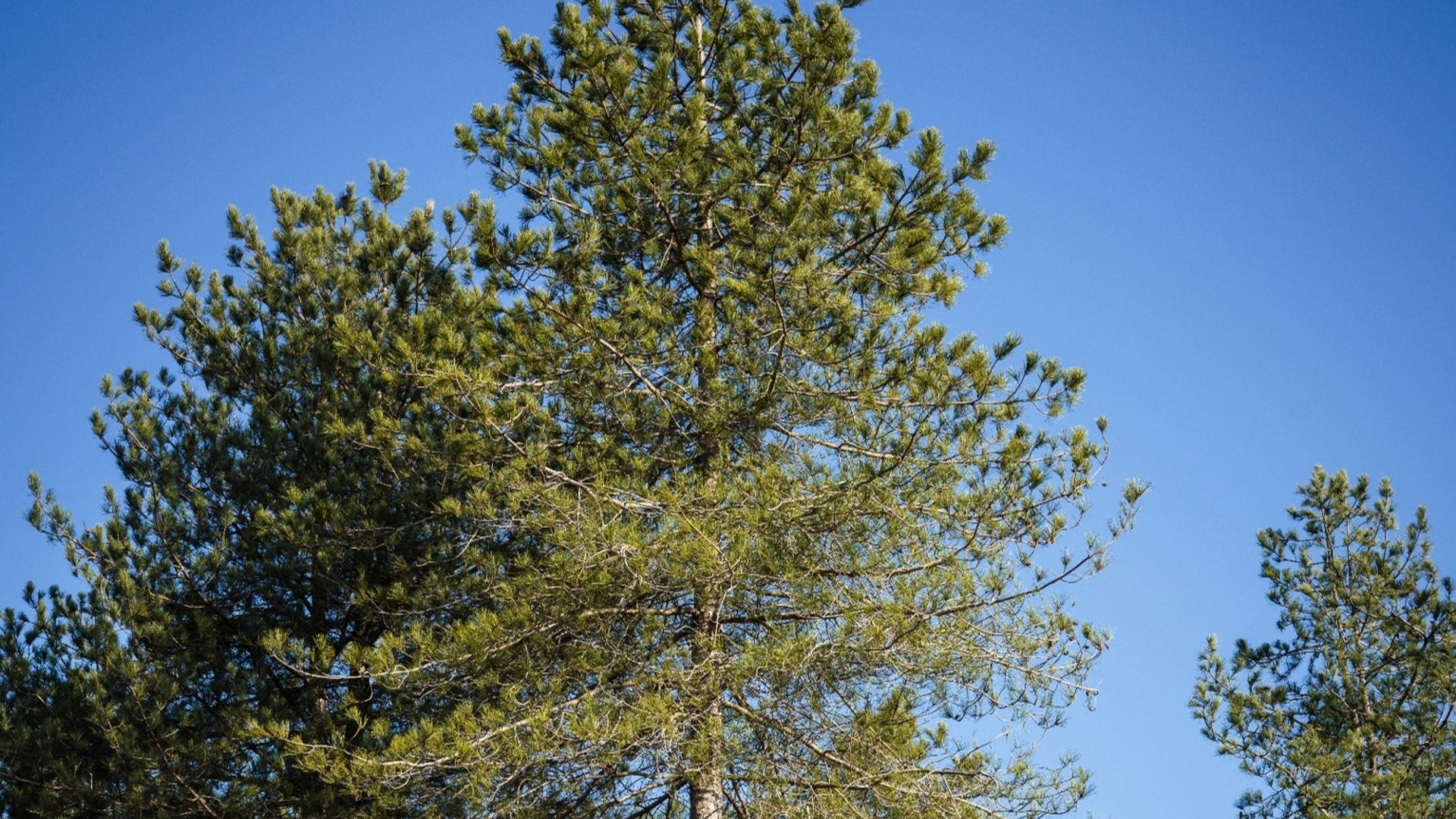Bienvenue dans notre marché aux arbres ! | EcoTree