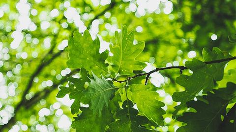 Plant trees and help us take on climate change | EcoTree