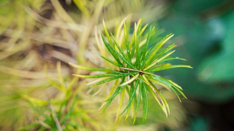 Genévrier cade, essence d'arbre emblématique de Provence et de Corse