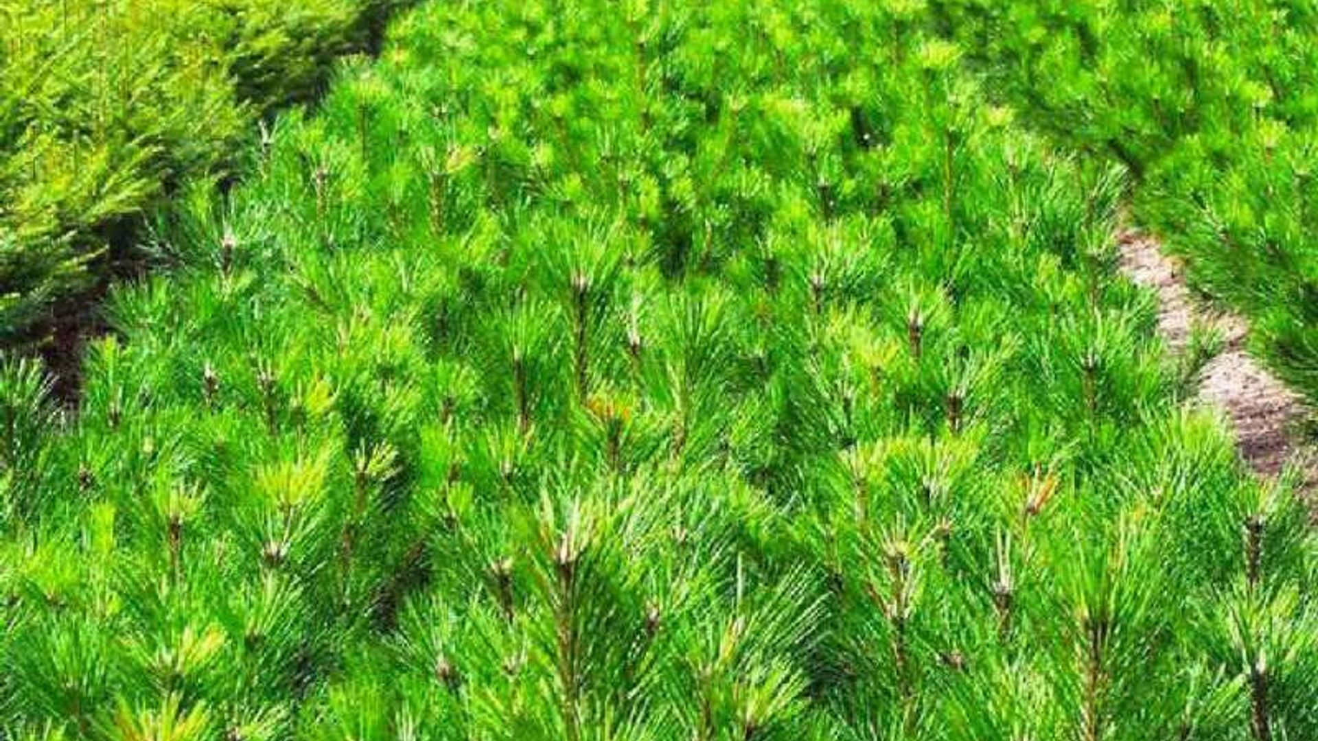 Épicéa commun - Forêt de Nysum (7755) - (4230) | EcoTree