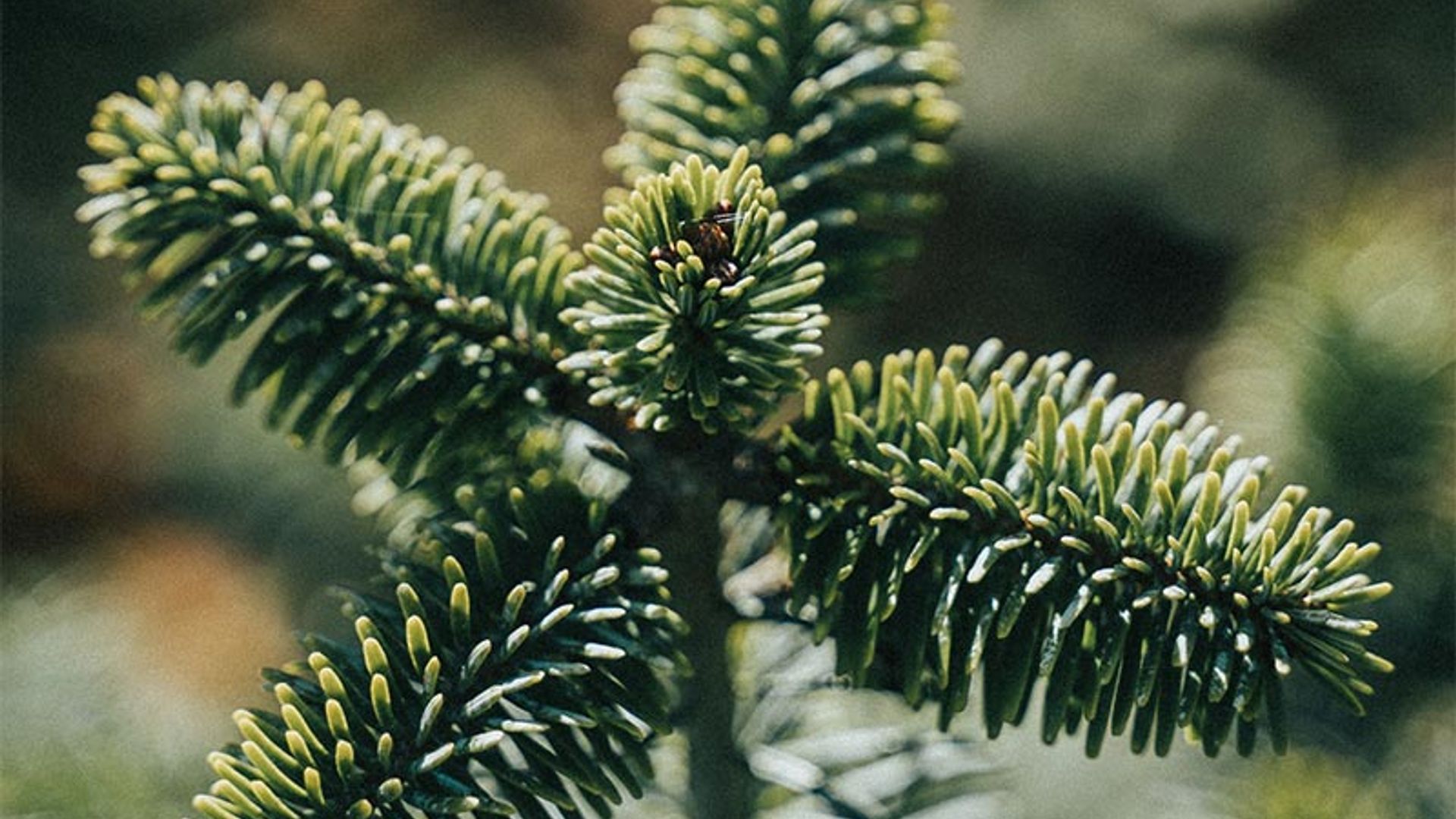 Nordmann Fir: Importance & Use | EcoTree