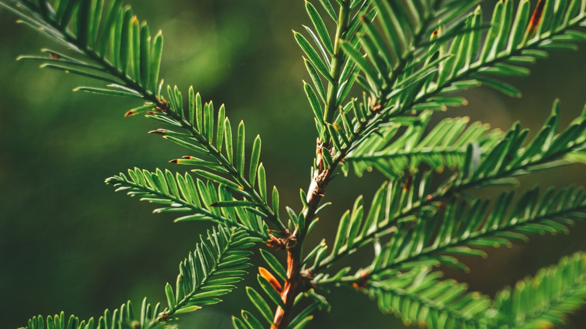 Épicéa commun - Forêt de Nysum (7755) - (4230) | EcoTree