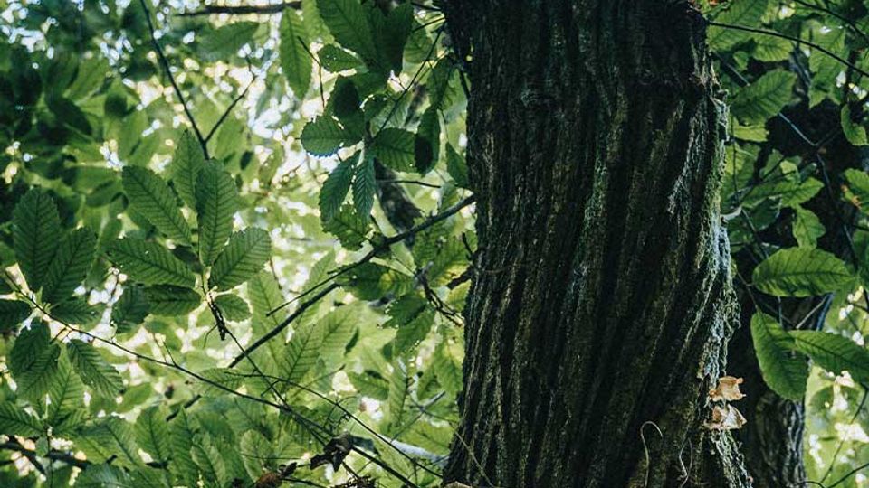 Forêt primaire : définition et caractéristiques | EcoTree