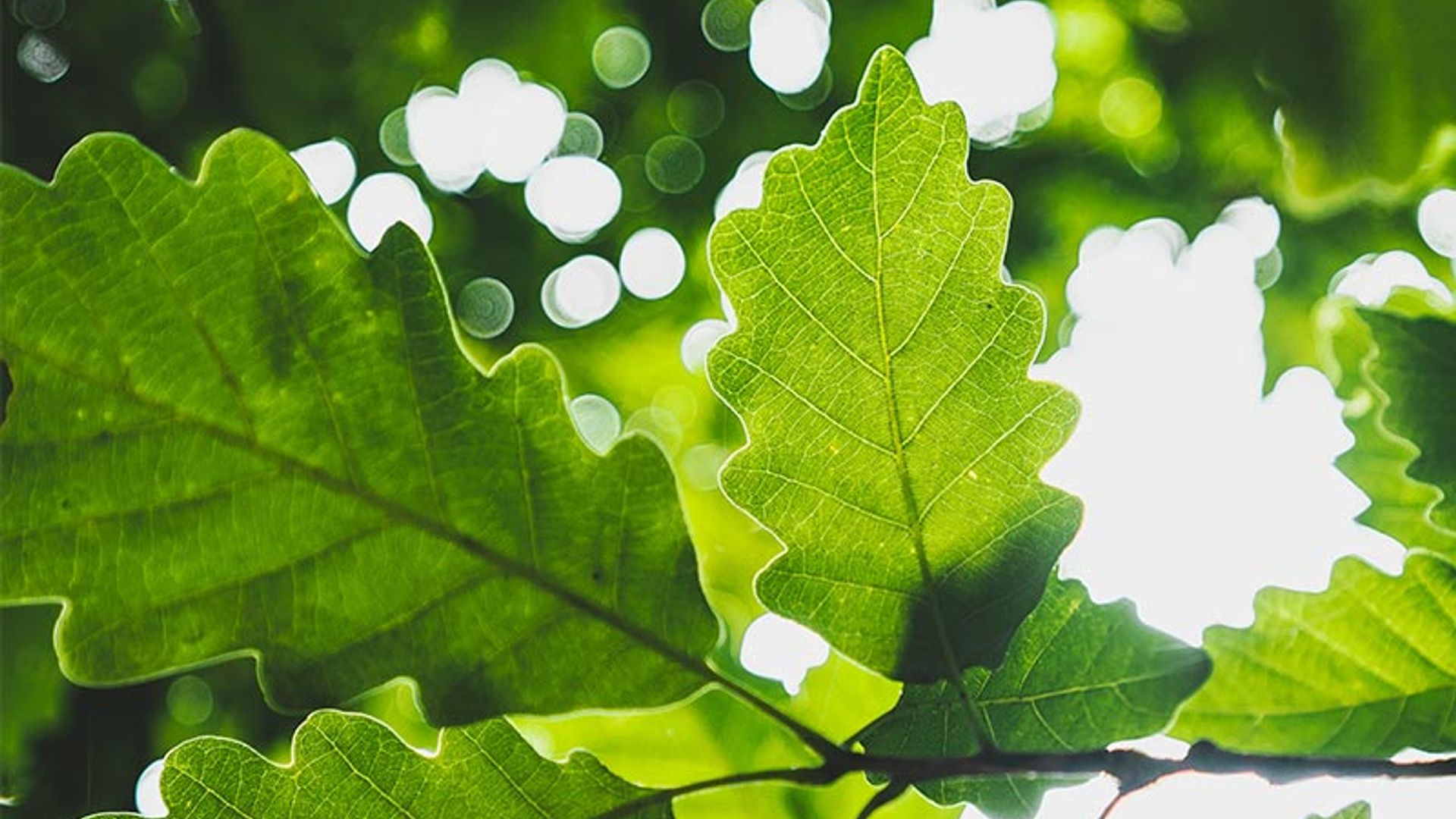 The life cycle of a tree | EcoTree