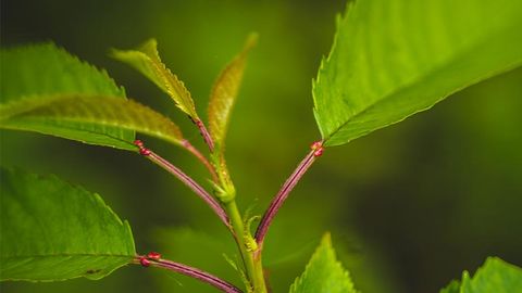 Forêt primaire : définition et caractéristiques | EcoTree