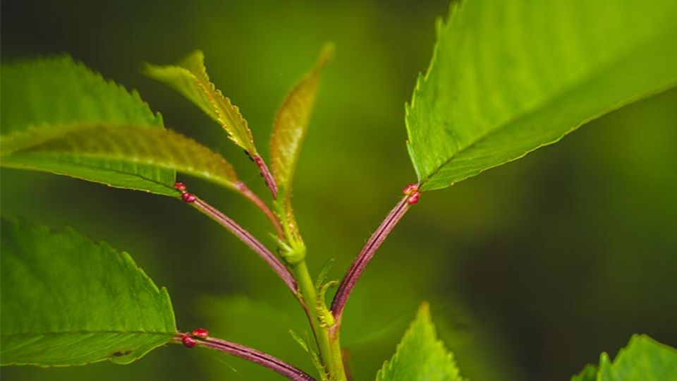 The life cycle of a tree | EcoTree