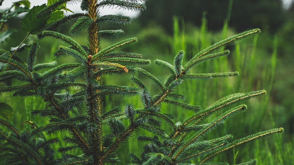 Épicéa de Sitka : Sens & Usage | EcoTree