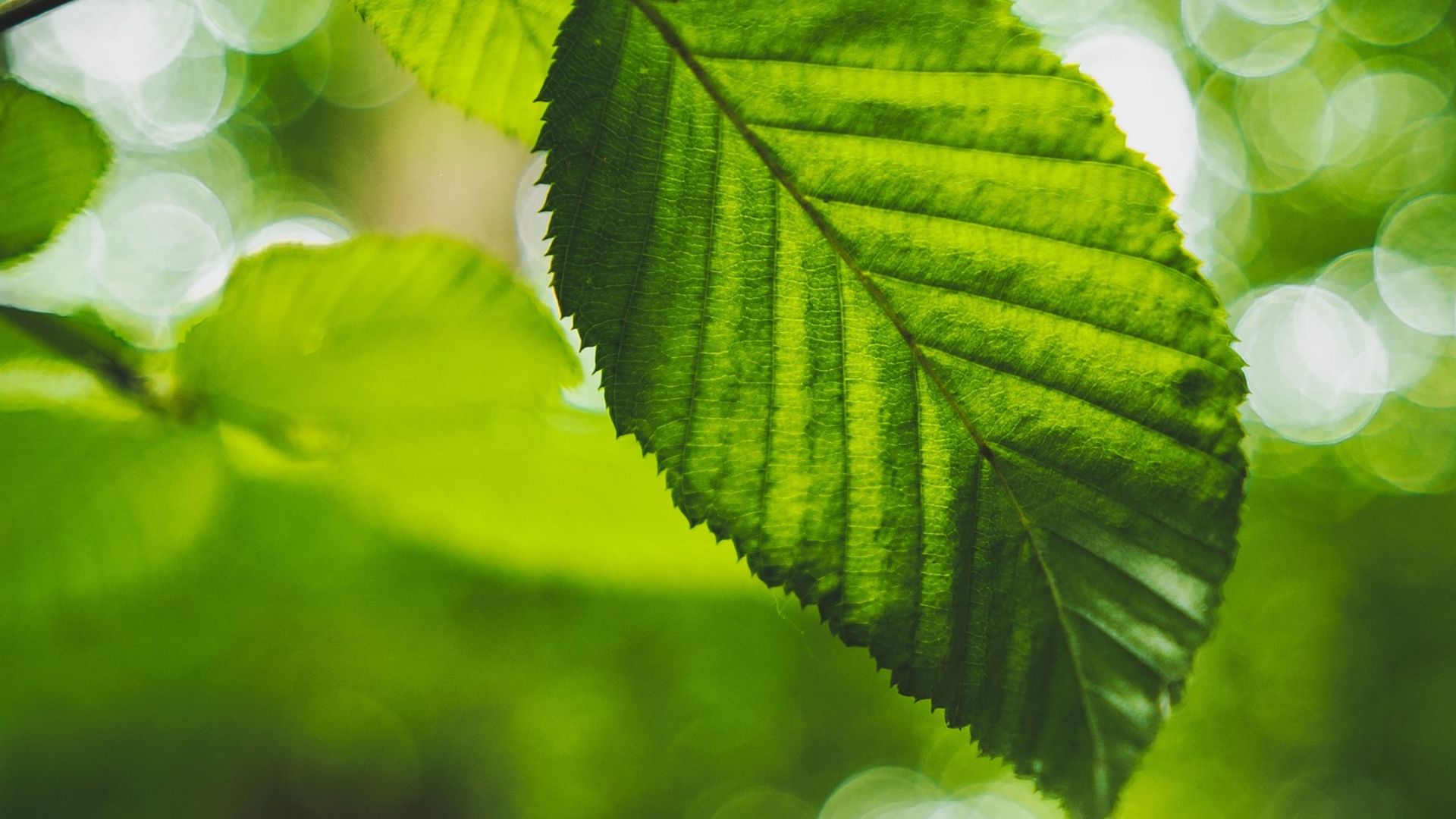 Charm: Meaning & Use | EcoTree