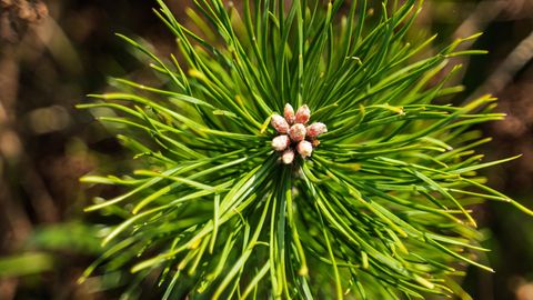 Scots Pine - Launay Guen Forest (22) - (5801) | EcoTree